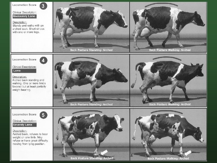 Herd management of musculoskeletal disorders in cattle Dr