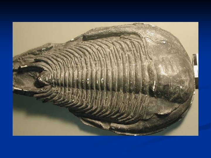 Fossili Guida Sono dei fossili usati per la