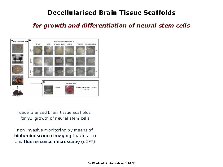 prof Peter Ponsaerts Laboratory of Experimental Hematology ...