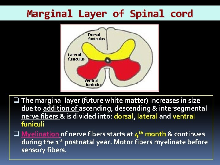 Development of Spinal Cord Vertebral Column Dr Sanaa