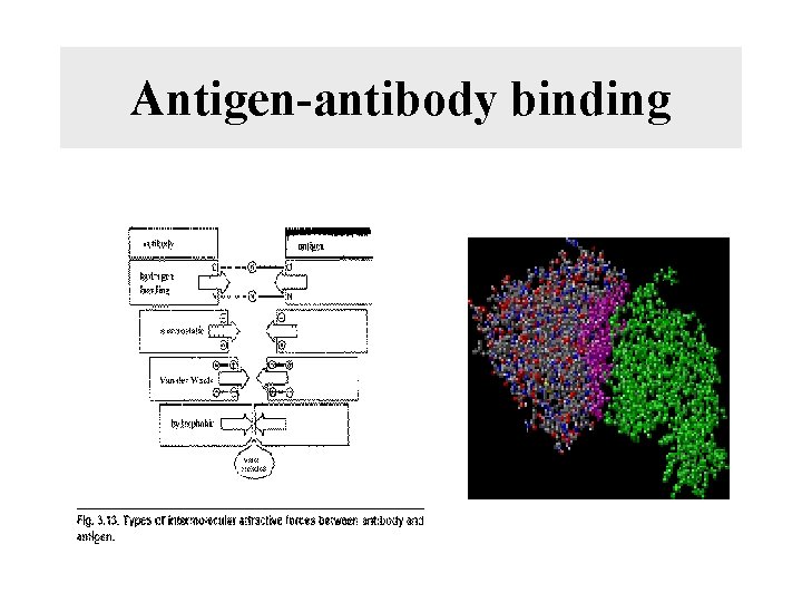 Principles of immunodetection by Martin Loignon Ph D