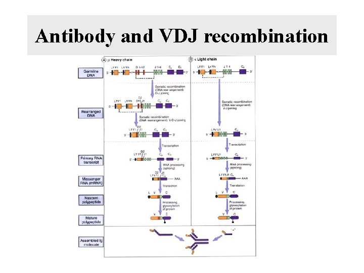 Principles of immunodetection by Martin Loignon Ph D