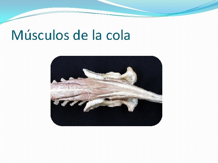 Msculos Abdomen tronco y cola del equino Por