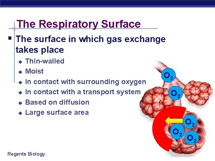 Respiratory System AP Biology 2008 2009 Respiration vs