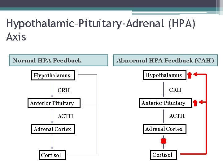 Congenital Adrenal Hyperplasia Shedding Light on an Ambiguous