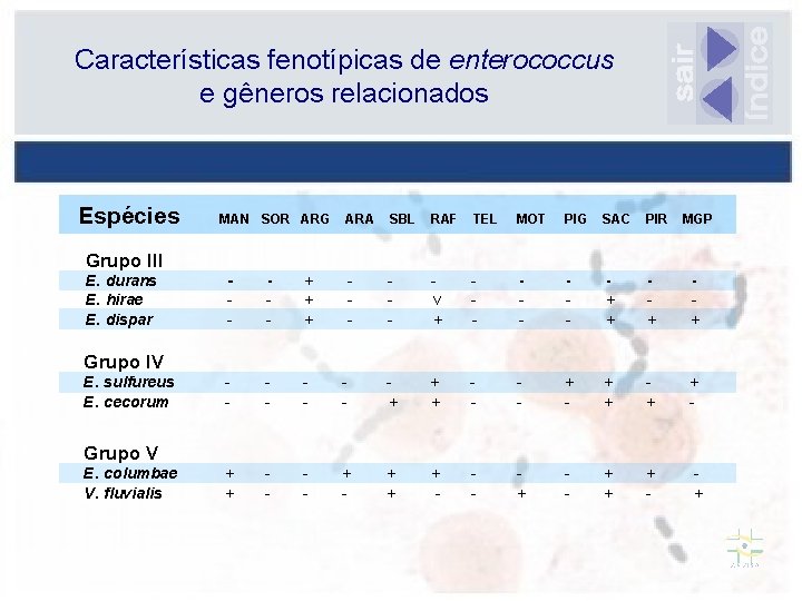 Enterococcus identificao e susceptibilidade a antimicrobianos e outros