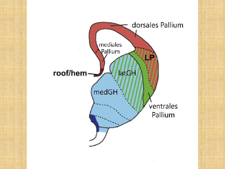 Aufbau der Grohirnrinde 11 Attila Magyar 04 10