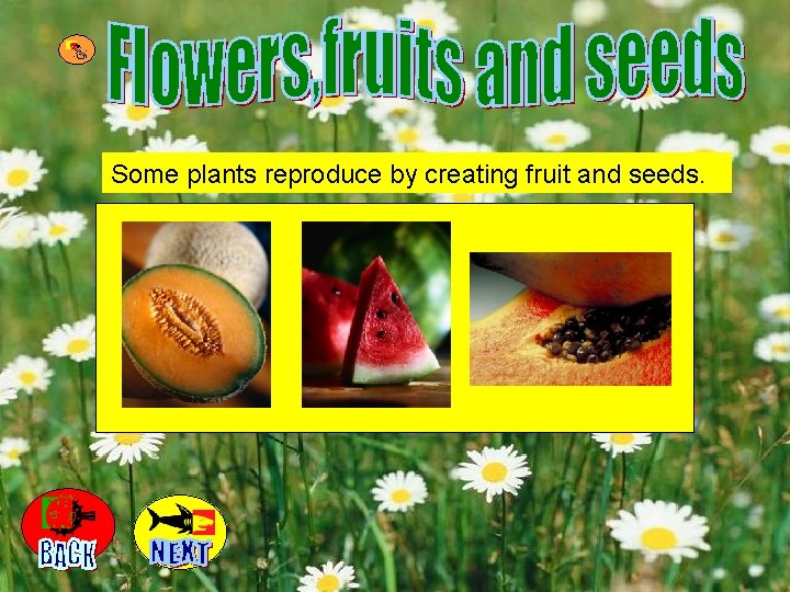Some plants reproduce by creating fruit and seeds