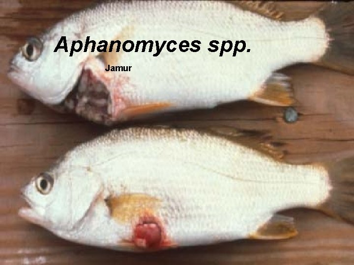 KULIAH MATERI DASARDASAR BUDIDAYA DASARDASAR PENYAKIT IKAN OLEH