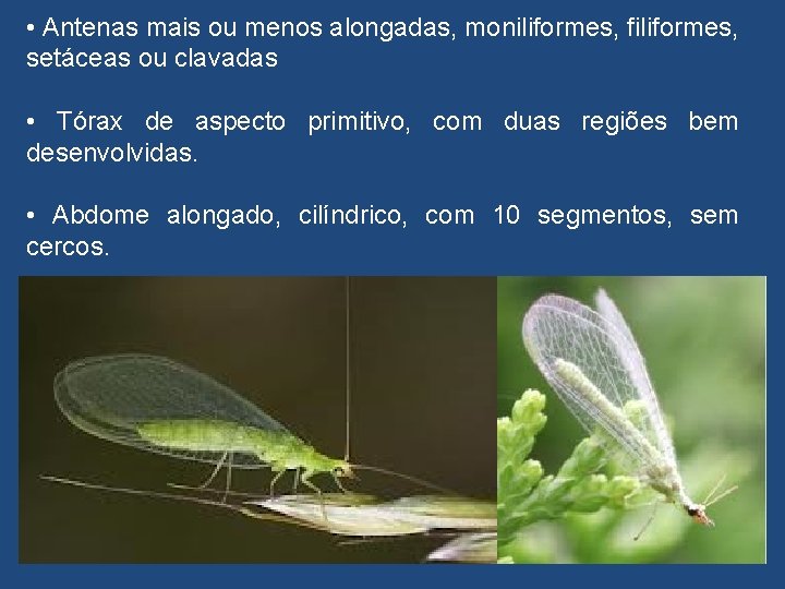 Ordem Neuroptera Quatro asas membranosas Nervao bastante variada