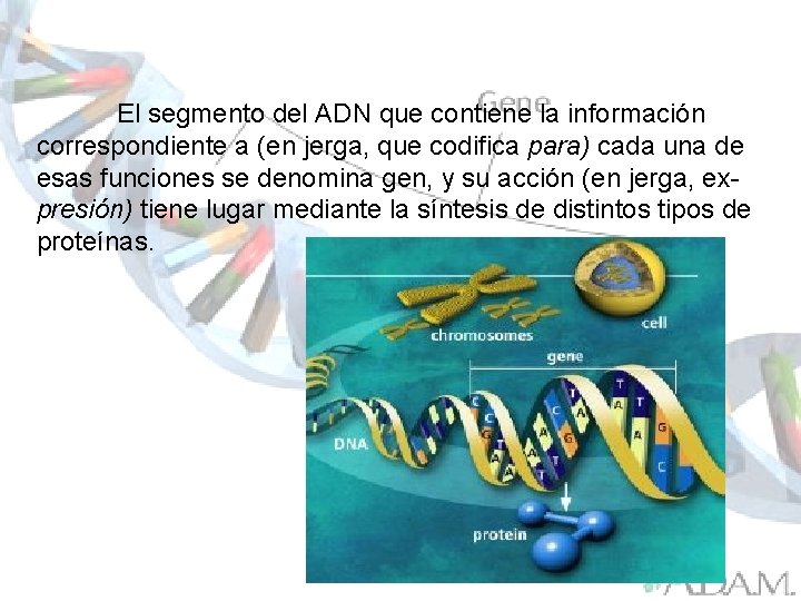 la funcin de genes con el desarrollo embrionario
