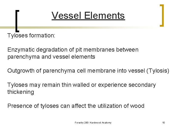 Hardwood Anatomical Structure Longitudinal Cells Ray Tissue Distinction