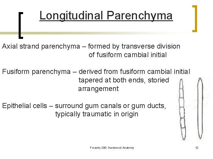 Hardwood Anatomical Structure Longitudinal Cells Ray Tissue Distinction