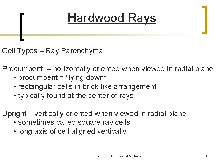 Hardwood Anatomical Structure Longitudinal Cells Ray Tissue Distinction