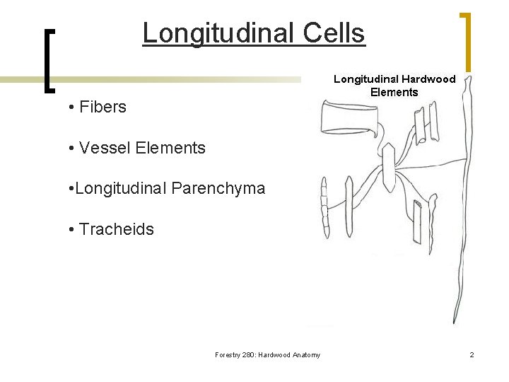 Hardwood Anatomical Structure Longitudinal Cells Ray Tissue Distinction