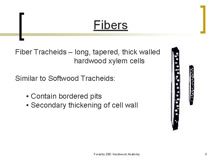 Hardwood Anatomical Structure Longitudinal Cells Ray Tissue Distinction