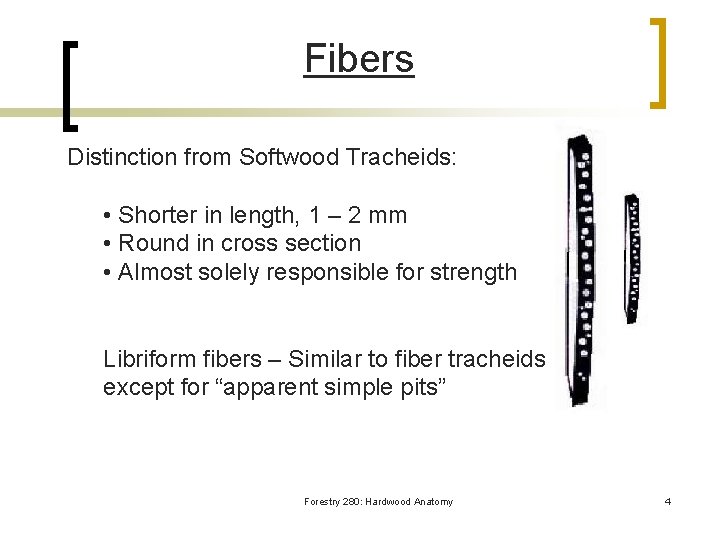 Hardwood Anatomical Structure Longitudinal Cells Ray Tissue Distinction