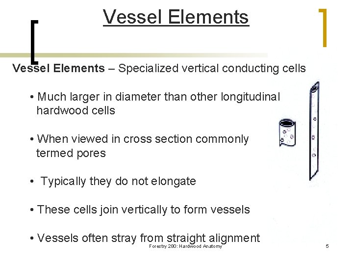 Hardwood Anatomical Structure Longitudinal Cells Ray Tissue Distinction