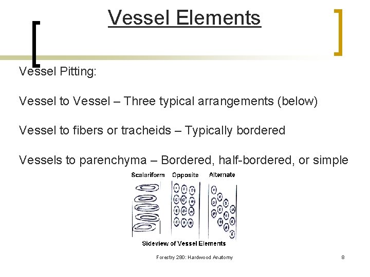 Hardwood Anatomical Structure Longitudinal Cells Ray Tissue Distinction