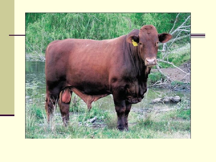 Bovine Trichomoniasis Trich or Treat Floron C Faries