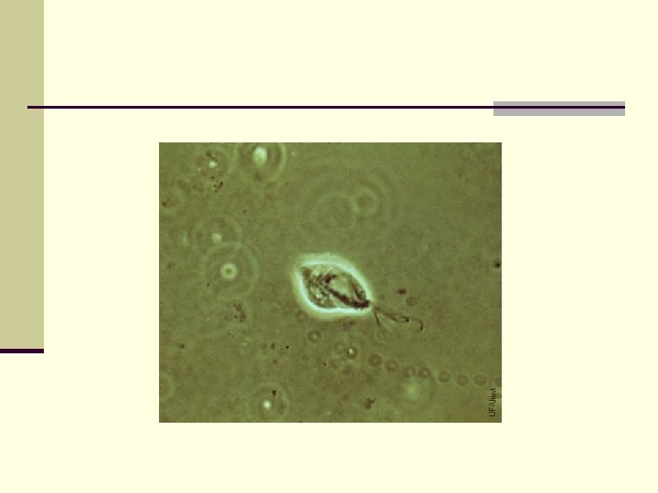 Bovine Trichomoniasis Trich or Treat Floron C Faries