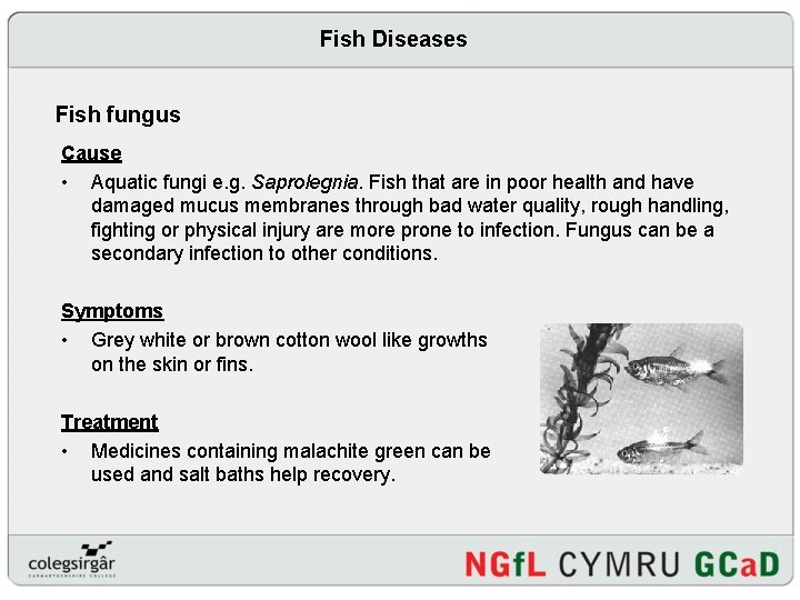 FISH DISEASES Presentation on FISH DISEASES Introduction How