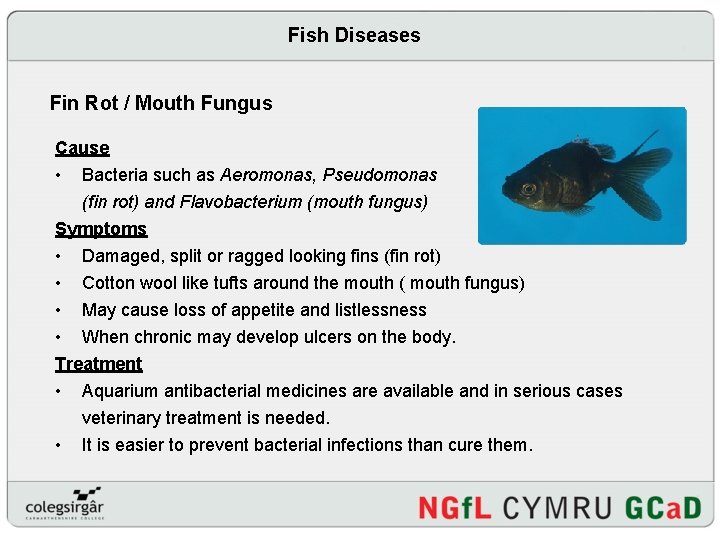 FISH DISEASES Presentation on FISH DISEASES Introduction How