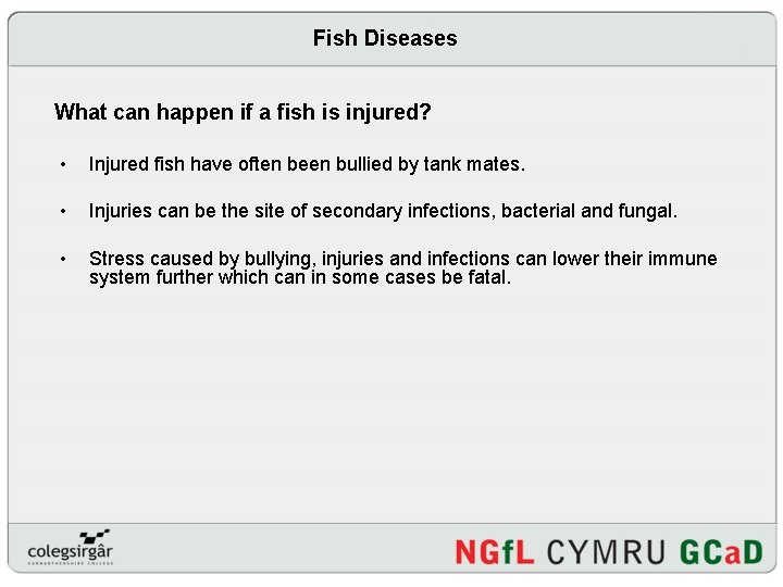 FISH DISEASES Presentation on FISH DISEASES Introduction How