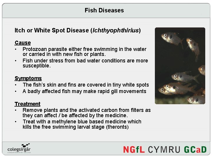 FISH DISEASES Presentation on FISH DISEASES Introduction How