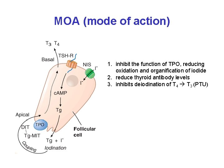 Thyroid Antithyroid drugs Contents v Physiology of thyroid
