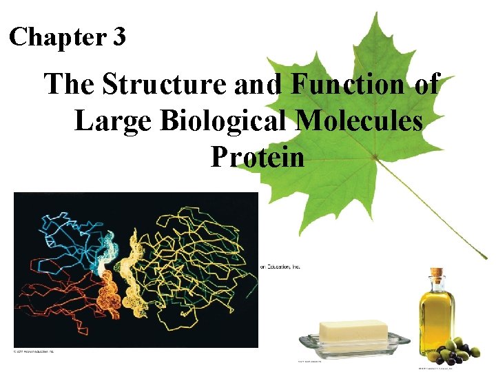 Chapter 3 The Structure and Function of Large