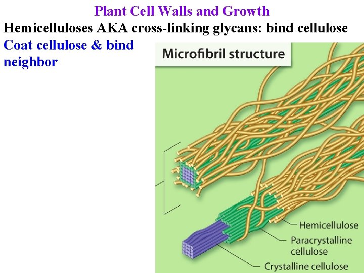 Pathogens Agrobacterium tumefaciens Agrobacterium rhizogenes ...