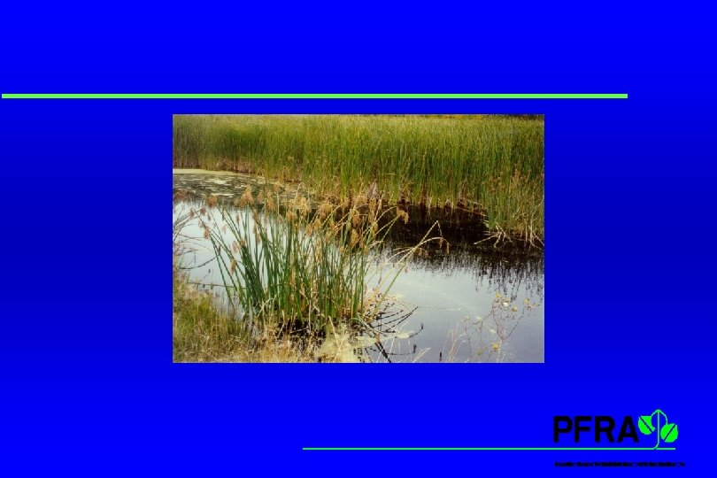 Constructed Wetlands for Feedlot Runoff Treatment MSAA Workshop