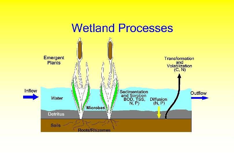Constructed Wetlands for Feedlot Runoff Treatment MSAA Workshop