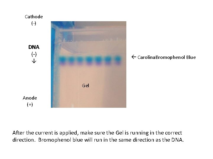 Gel Electrophoresis Lab Agarose Gel Electrophoresis Electrolysis the