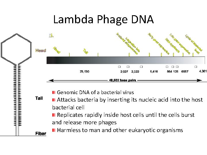 Gel Electrophoresis Lab Agarose Gel Electrophoresis Electrolysis the