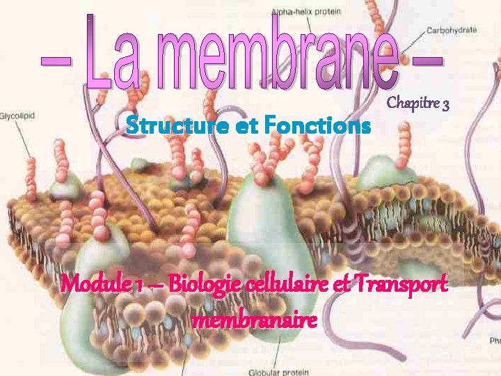 Structure et Fonctions Chapitre 3 Module 1 Biologie