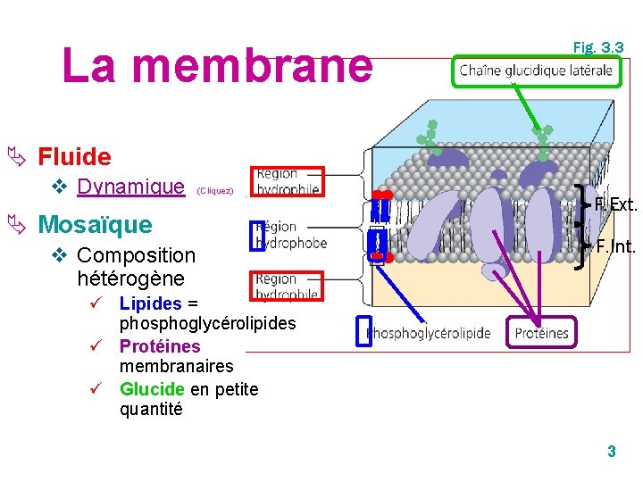 Structure et Fonctions Chapitre 3 Module 1 Biologie