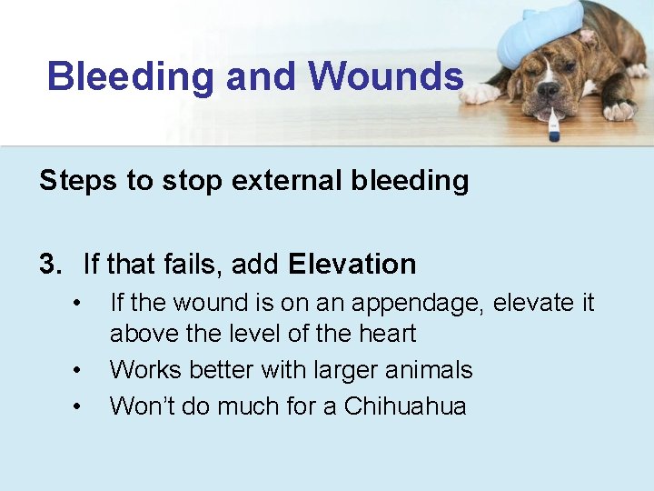 Emergency Animal Care Wendy Blount DVM Video Why