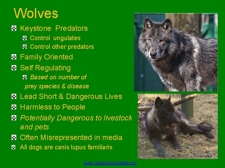 Dire Wolf by Mark Hallett Trophic Cascades the