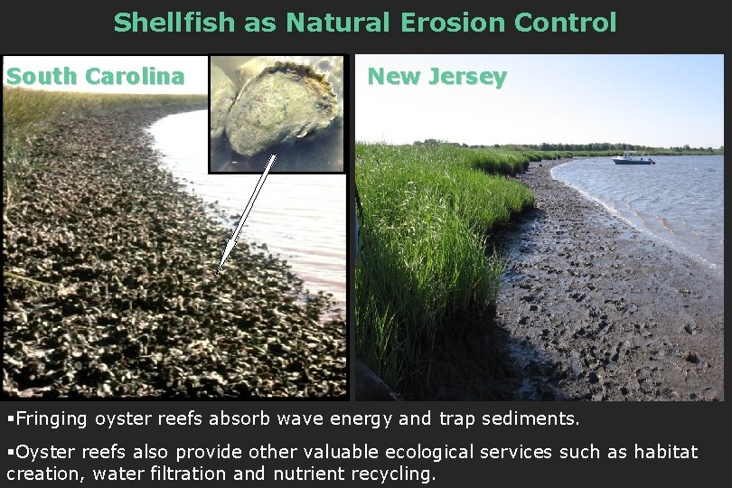 Mussel Powered Living Shorelines for Salt Marsh Erosion