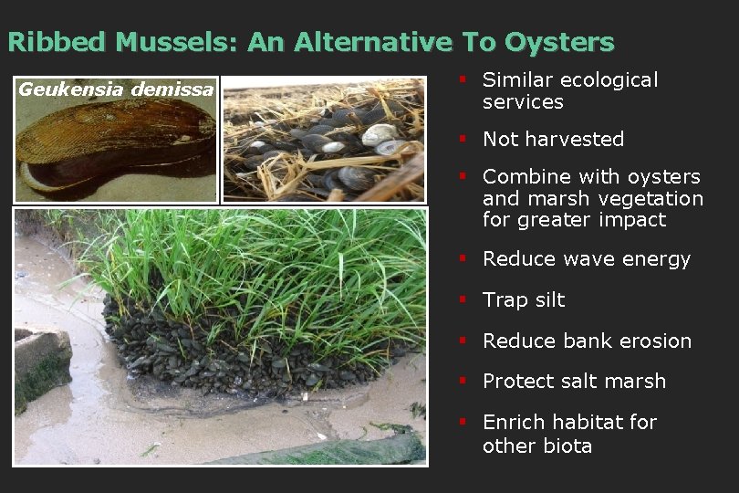 Mussel Powered Living Shorelines for Salt Marsh Erosion