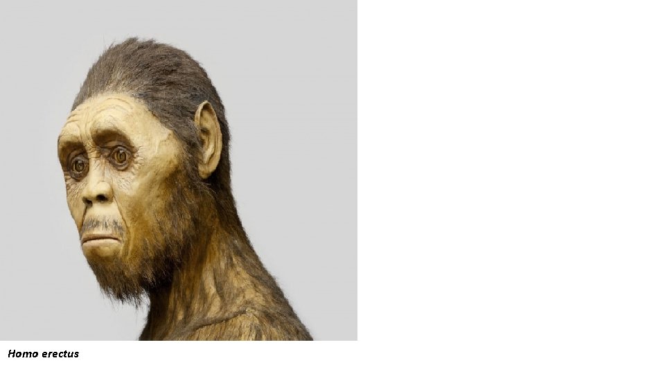 MAN HIS ORIGIN AND NATURE BY DR FRANCIS