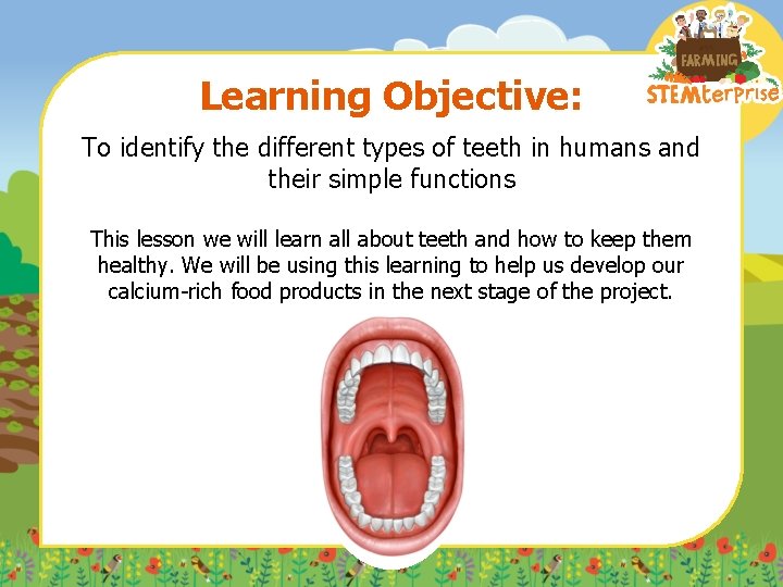 Stage 2 Teeth Learning Objective To identify the