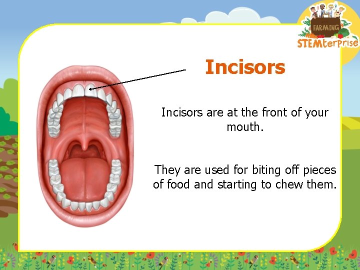 Stage 2 Teeth Learning Objective To identify the