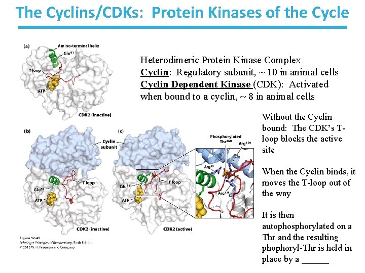 Receptor Tyrosine Kinases Large family of Proteins asubunit