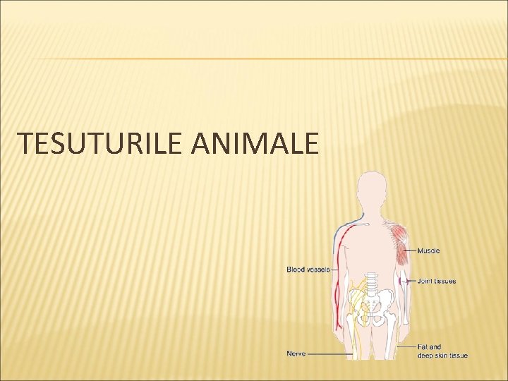 TESUTURILE ANIMALE Clasificare Tesut epitelial Tesut conjunctiv Tesut