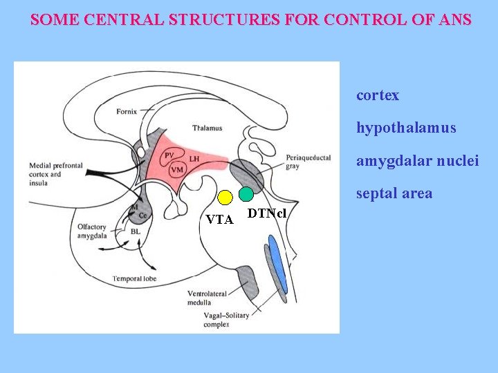 SOME CENTRAL STRUCTURES FOR CONTROL OF ANS cortex