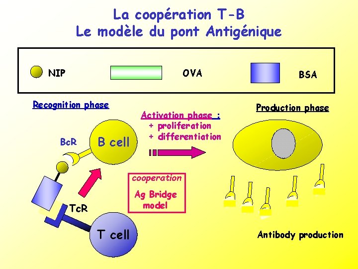 Un double systme cellulaire et molculaire de reconnaissance