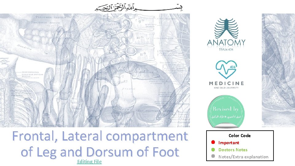 Frontal Lateral compartment of Leg and Dorsum of